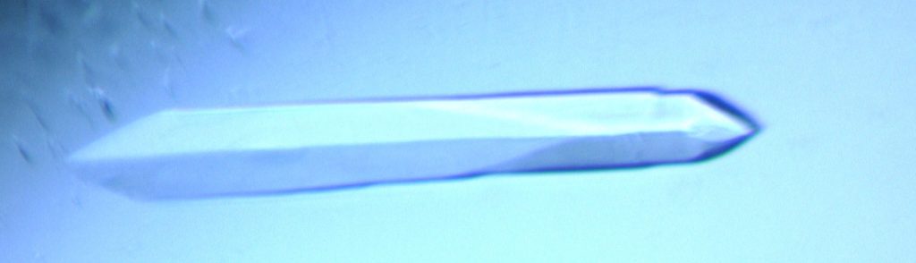 Biochemical and structural characterization – CytobodX