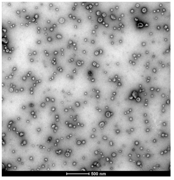 Membrane proteins in EVs format – CytobodX